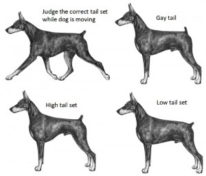 Illustrated Standard – Tail | DPCC